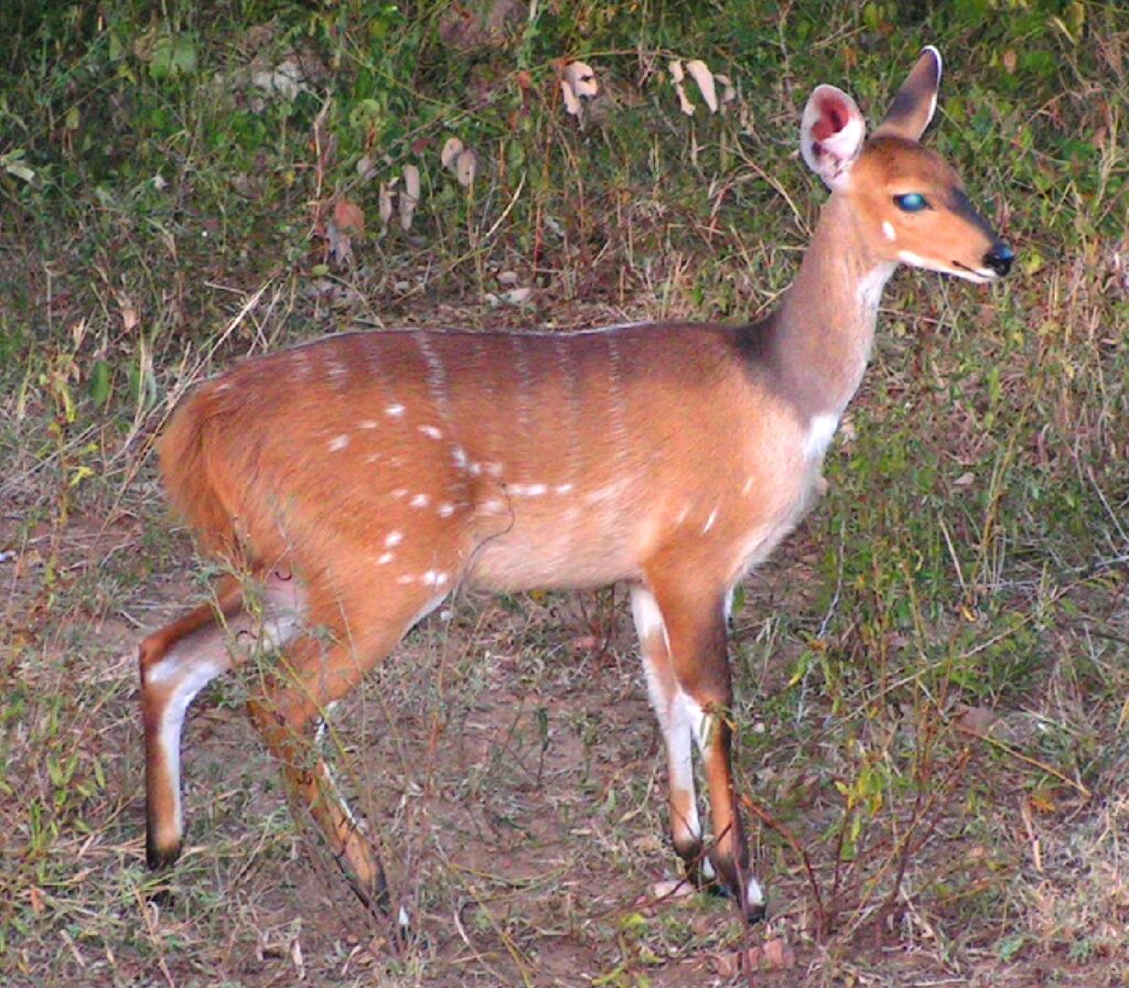 Trophy Hunting | White Lion Safaris