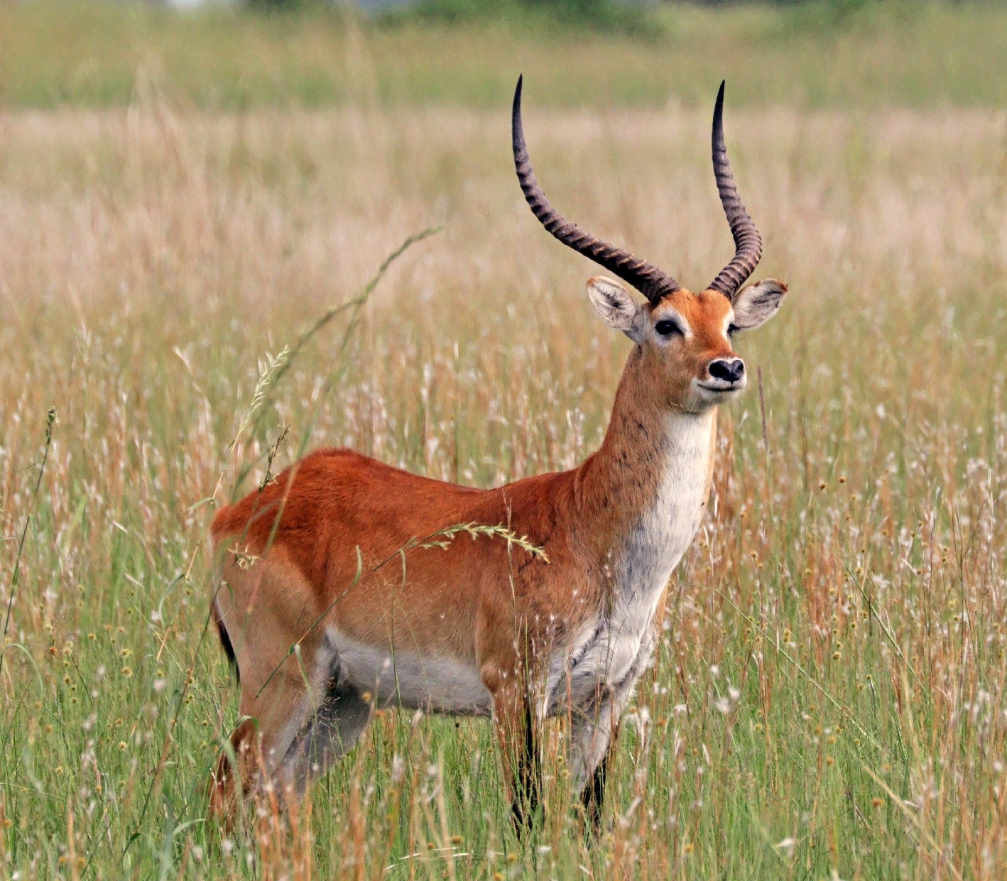 Trophy Hunting | White Lion Safaris