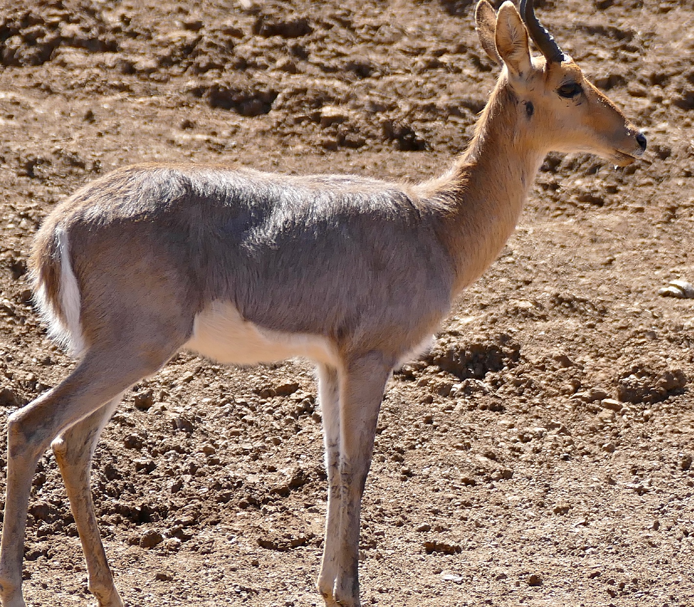 Trophy Hunting | White Lion Safaris